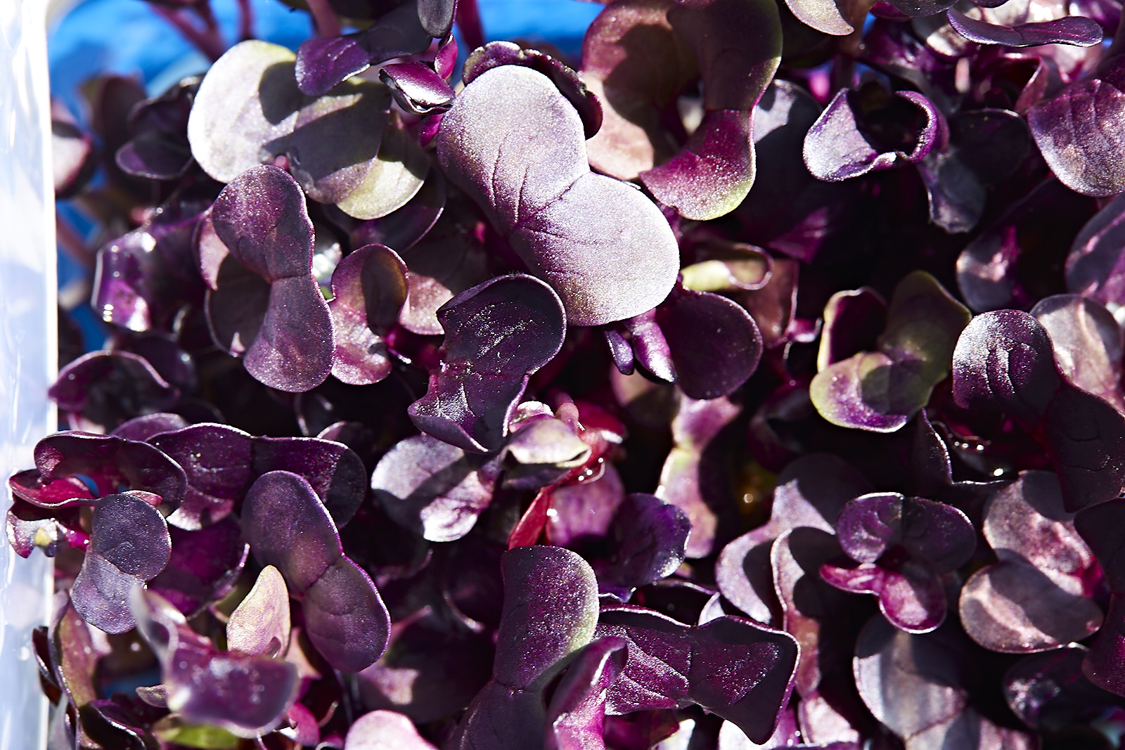 Cressperience 2021 - kochen-macht-schule.org